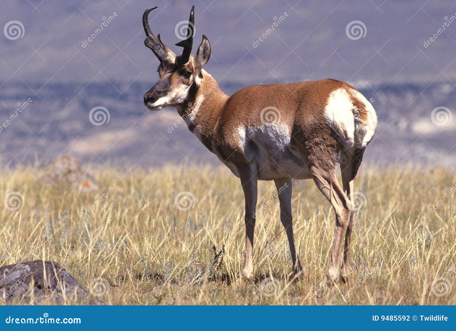 Buck Antelope on Prairie stock photo. Image of wildlife - 9485592