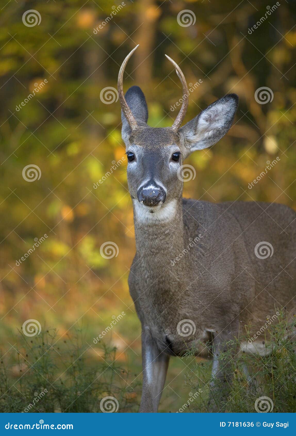Buck in autumn stock photo. Image of autumn, wildlife - 7181636