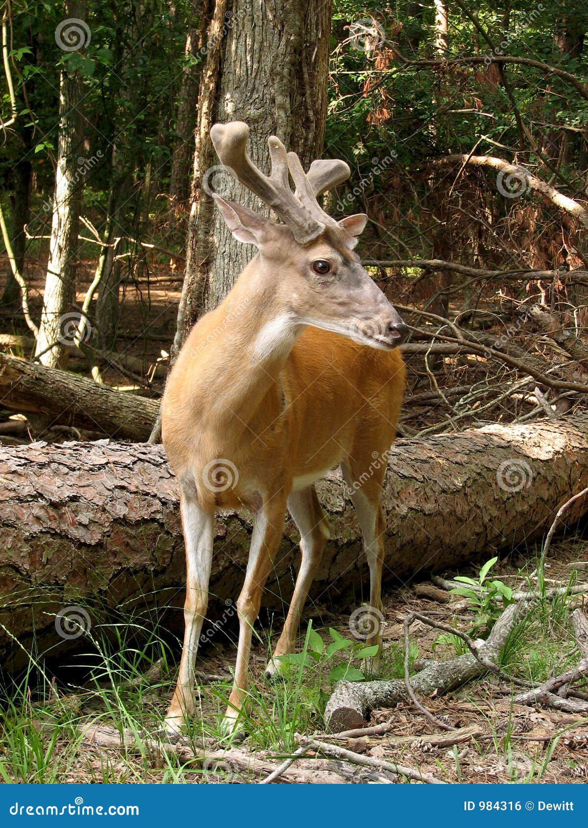 Buck deer stock photo. Image of summer, deer, large, tail - 984316