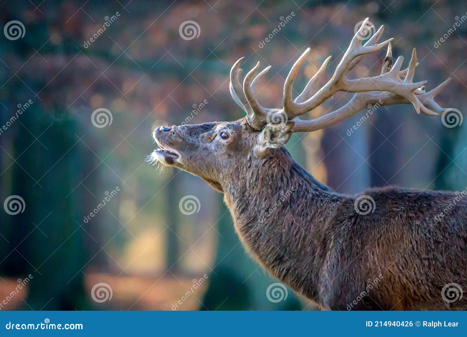 Buck deer grunting loudly stock photo. Image of calling - 214940426
