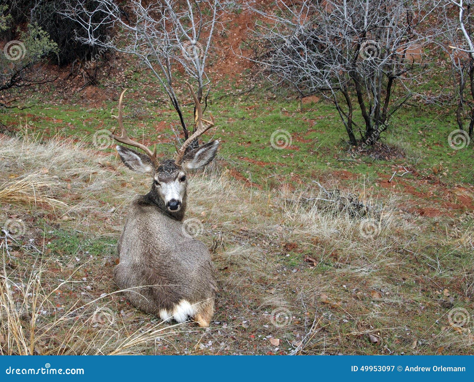 Buck Deer stock image. Image of spring, wilderness, animal - 49953097