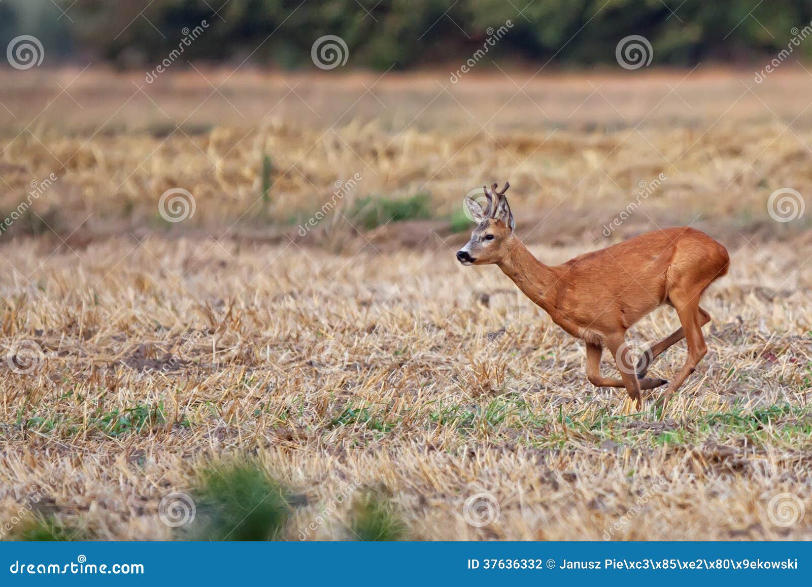 Buck deer on the run stock photo. Image of wild, forest - 37636332