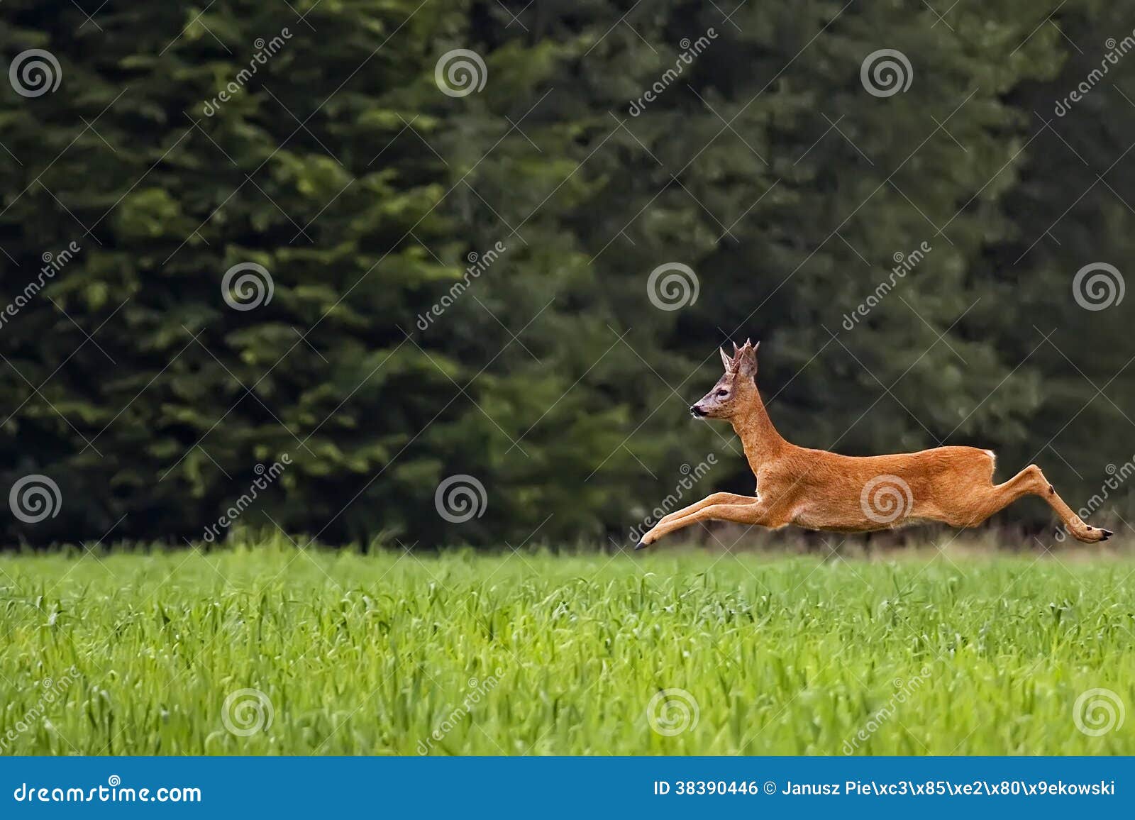 Buck deer on the run stock photo. Image of grass, clearing - 38390446