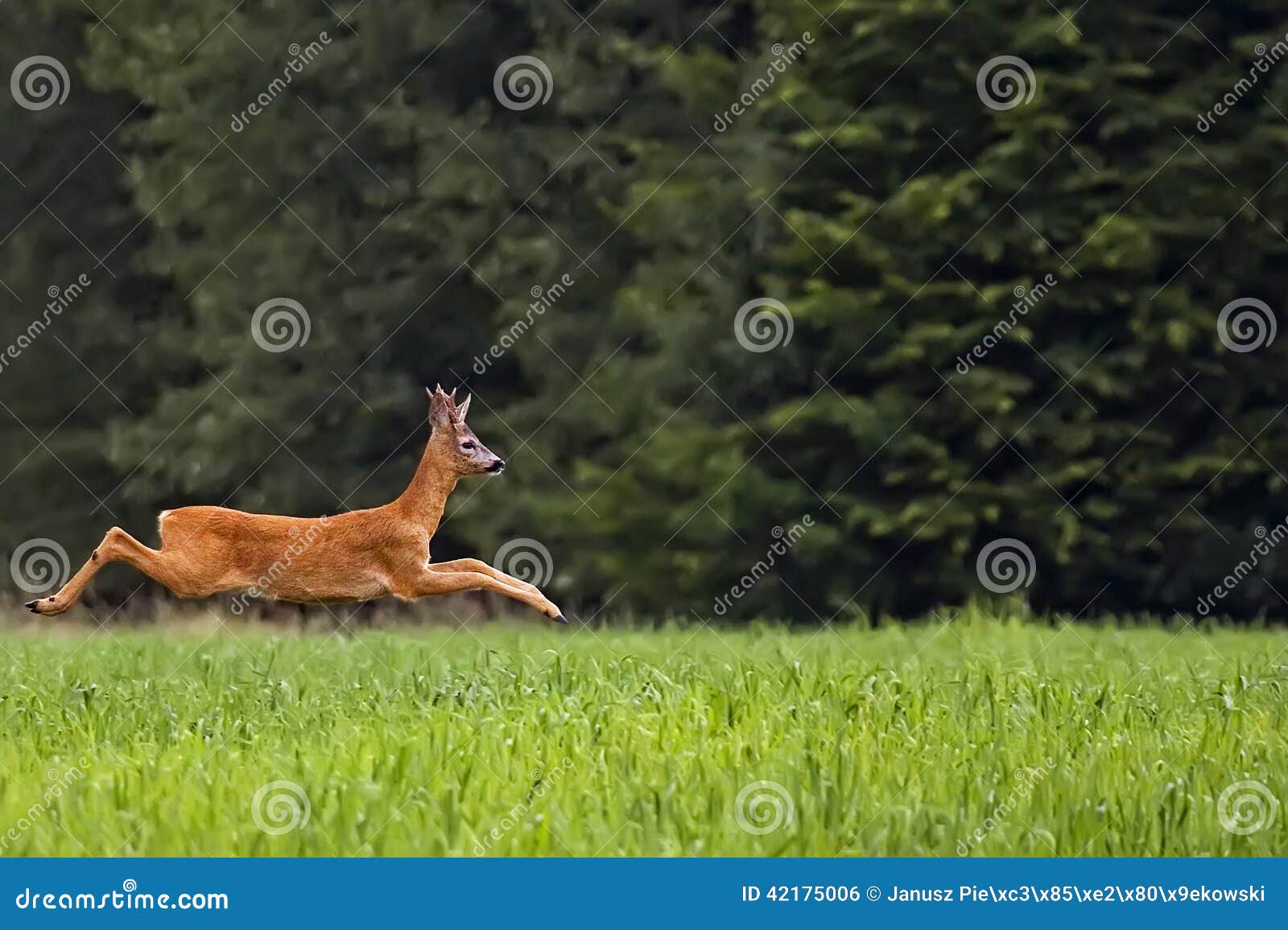Buck Deer on the Run in a Clearing Stock Photo - Image of glade, wood ...