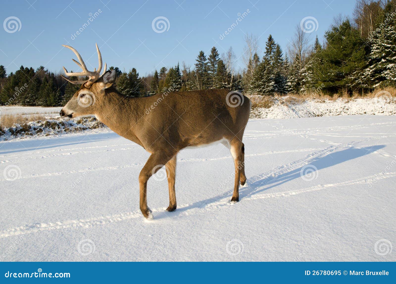 Buck deer in the snow stock image. Image of mammal, winter - 26780695