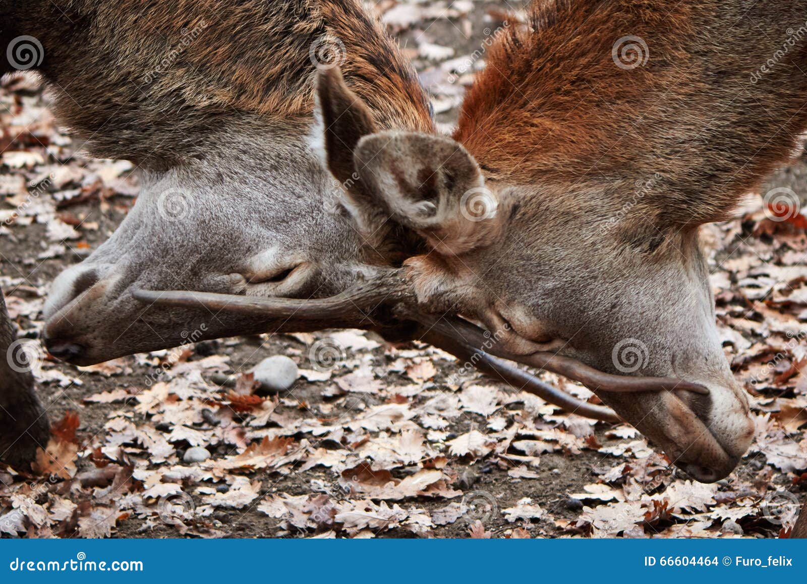Buck deer stags fighting stock photo. Image of woodland - 66604464