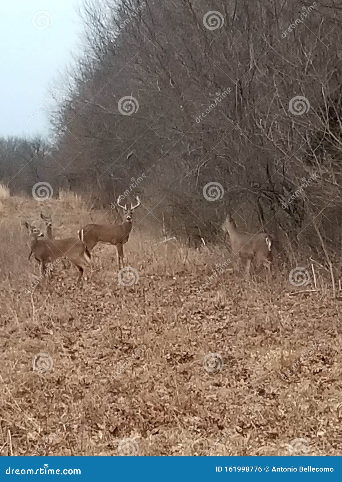 Buck and does stock photo. Image of animals, buck, deer - 161998776