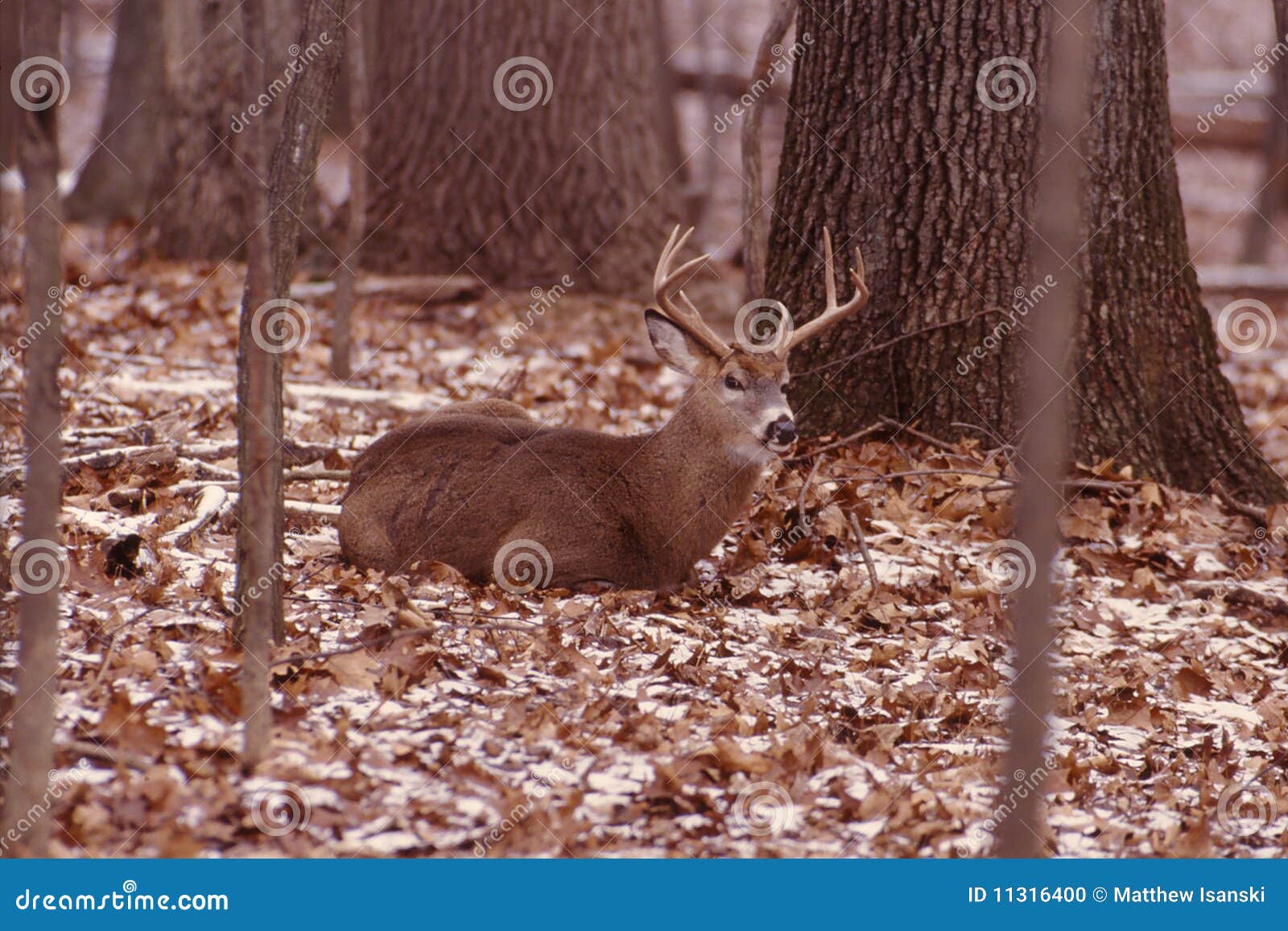 Buck in early snow stock photo. Image of outdoors, whitetail - 11316400