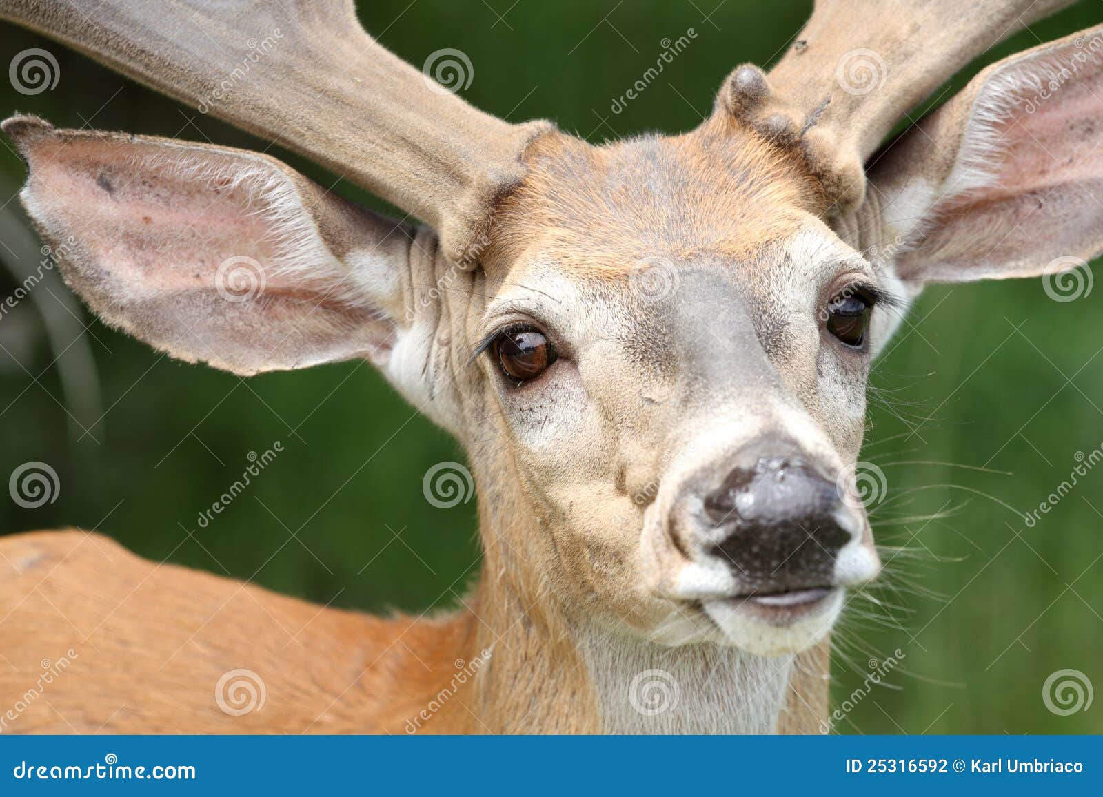 Buck face stock photo. Image of wildlife, animal, male - 25316592