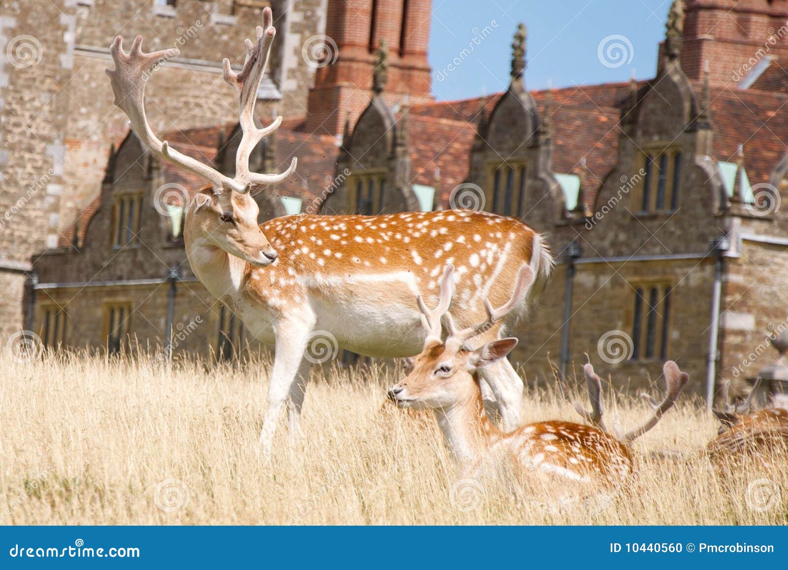 Buck fallow deer and faun stock photo. Image of grass - 10440560