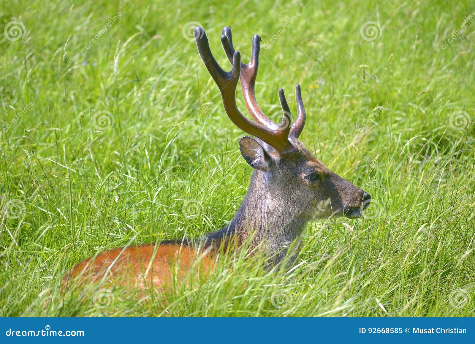 Buck fallow deer in grass stock image. Image of head - 92668585