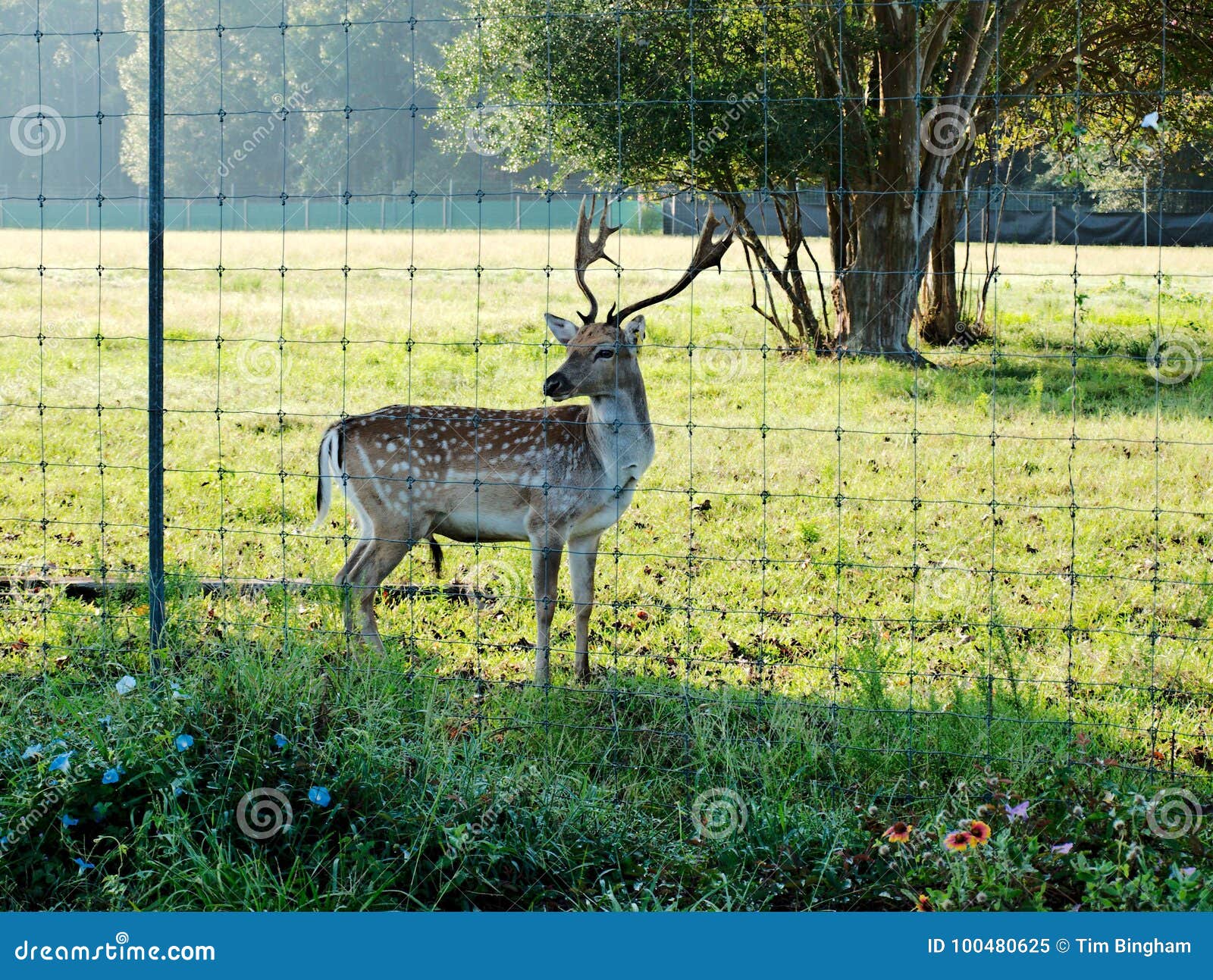 Buck Fallow Deer Near Fence Stock Image - Image of fallow, texas: 100480625