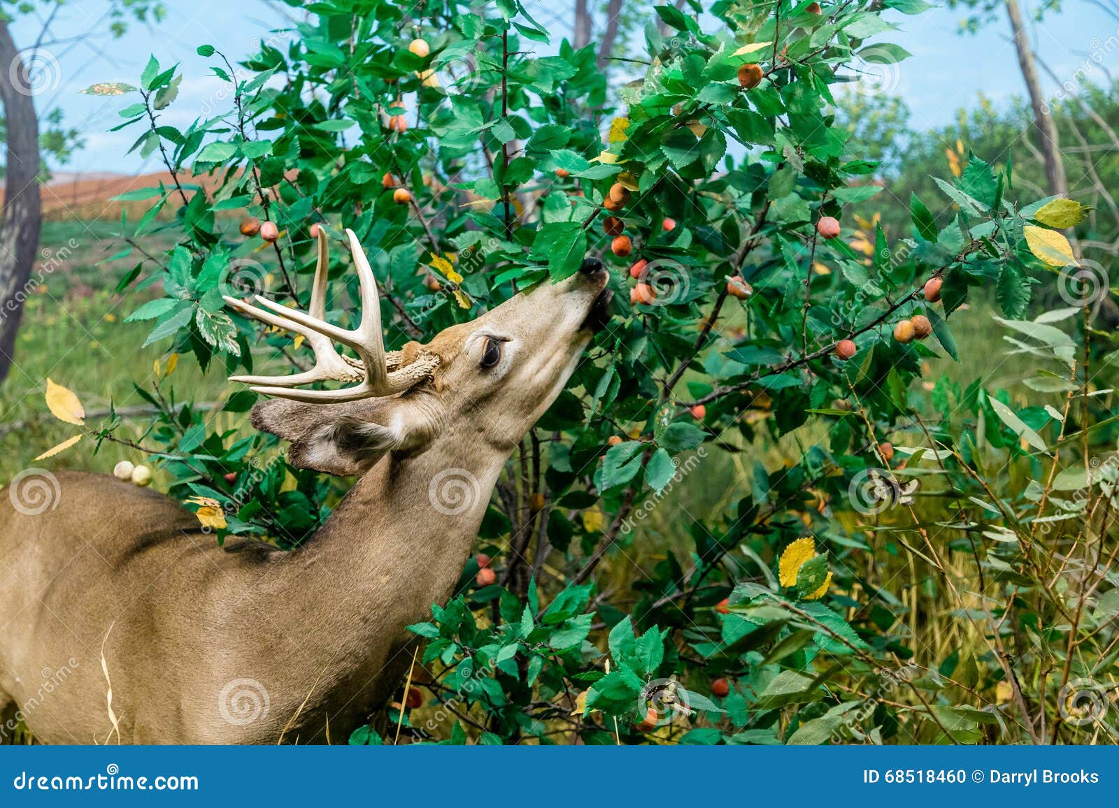 Buck Feeding on Berries stock photo. Image of rack, wild - 68518460