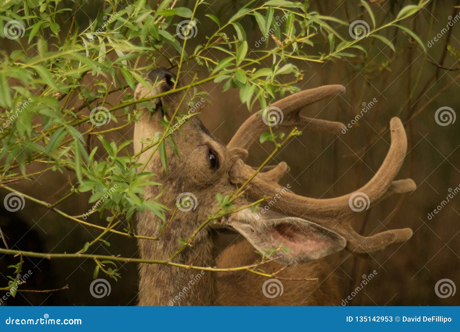 Buck Feeding in a Field stock image. Image of calf, cabin - 135142953