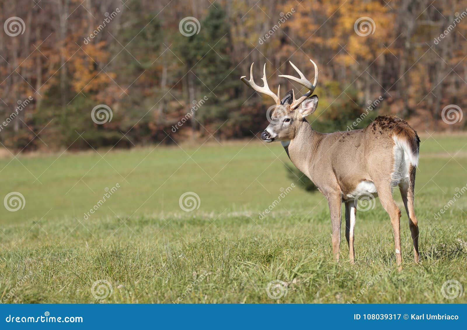 Buck in a Field during Fall Stock Image - Image of power, outdoor ...