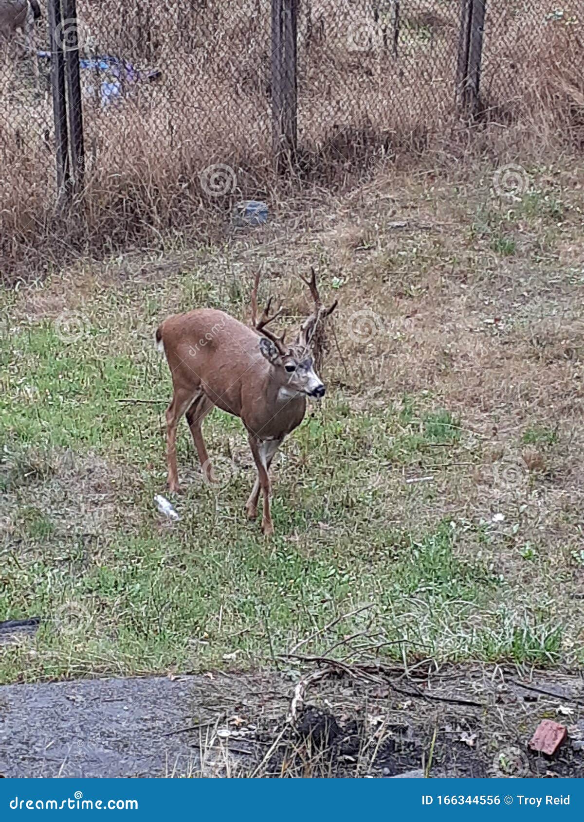 Buck in the grass stock photo. Image of buck, animals - 166344556