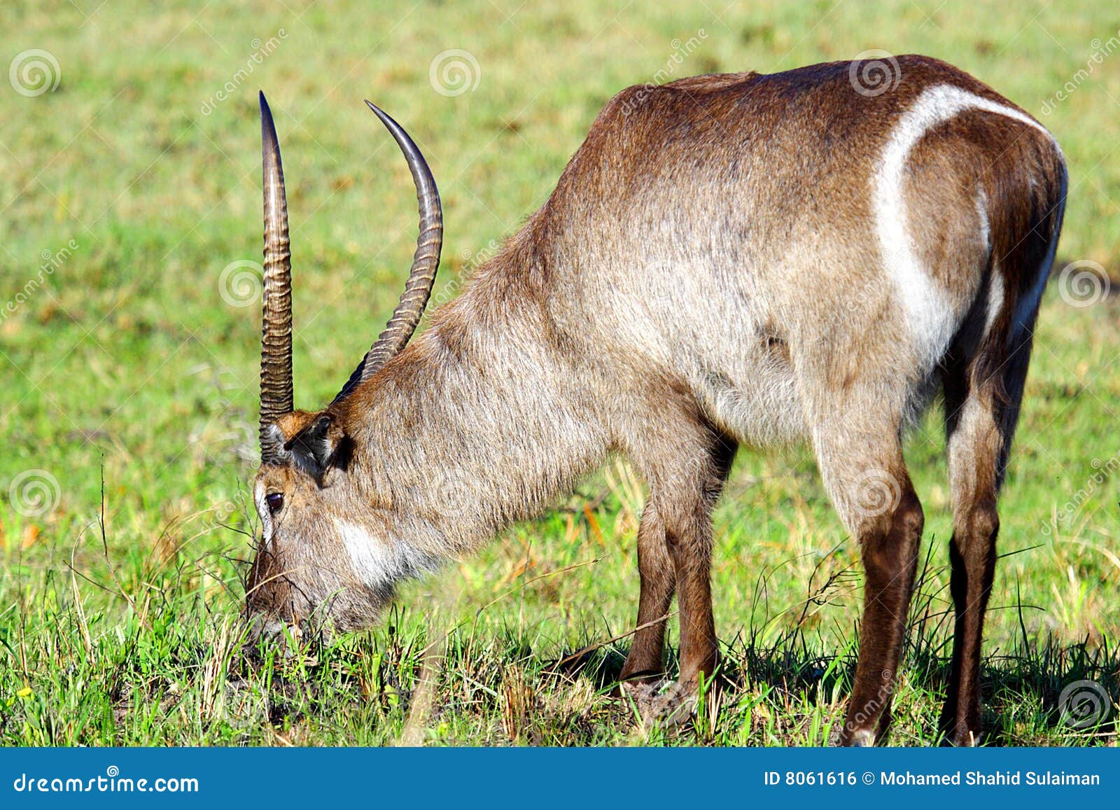Buck grazing stock photo. Image of brown, buck, horns - 8061616