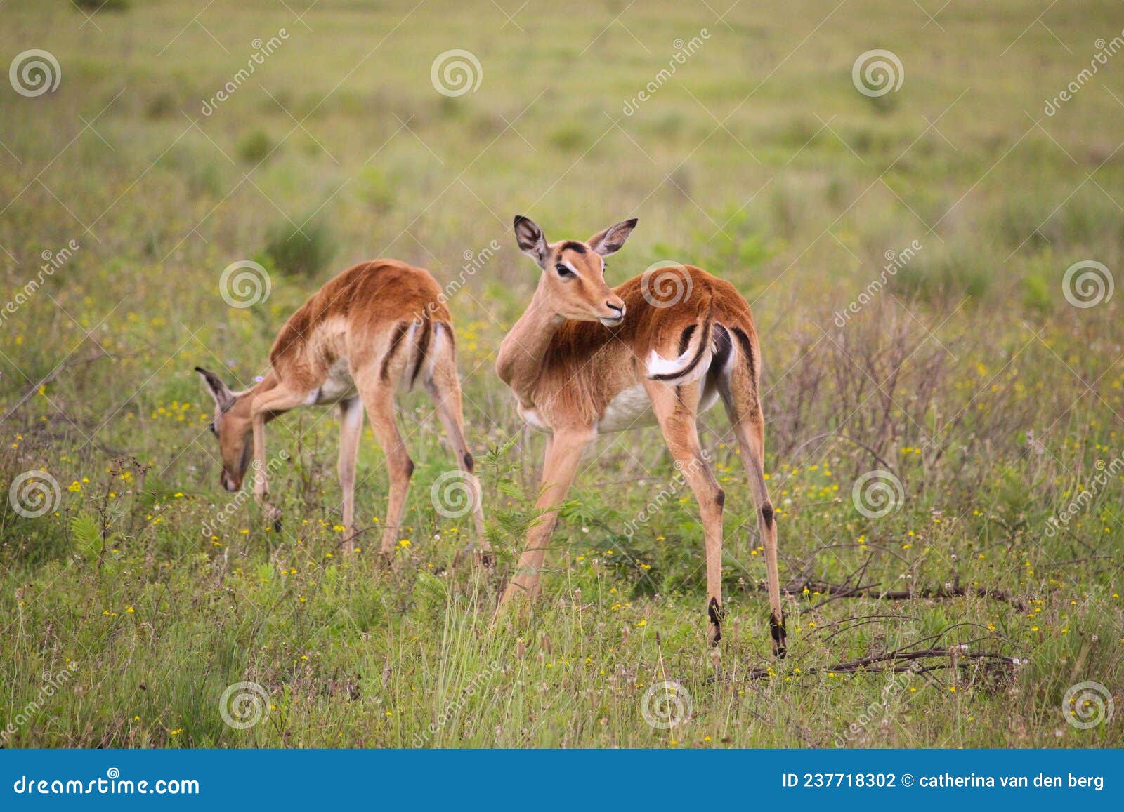 Buck Grazing on the Grass in the Fields Stock Photo - Image of steppe ...
