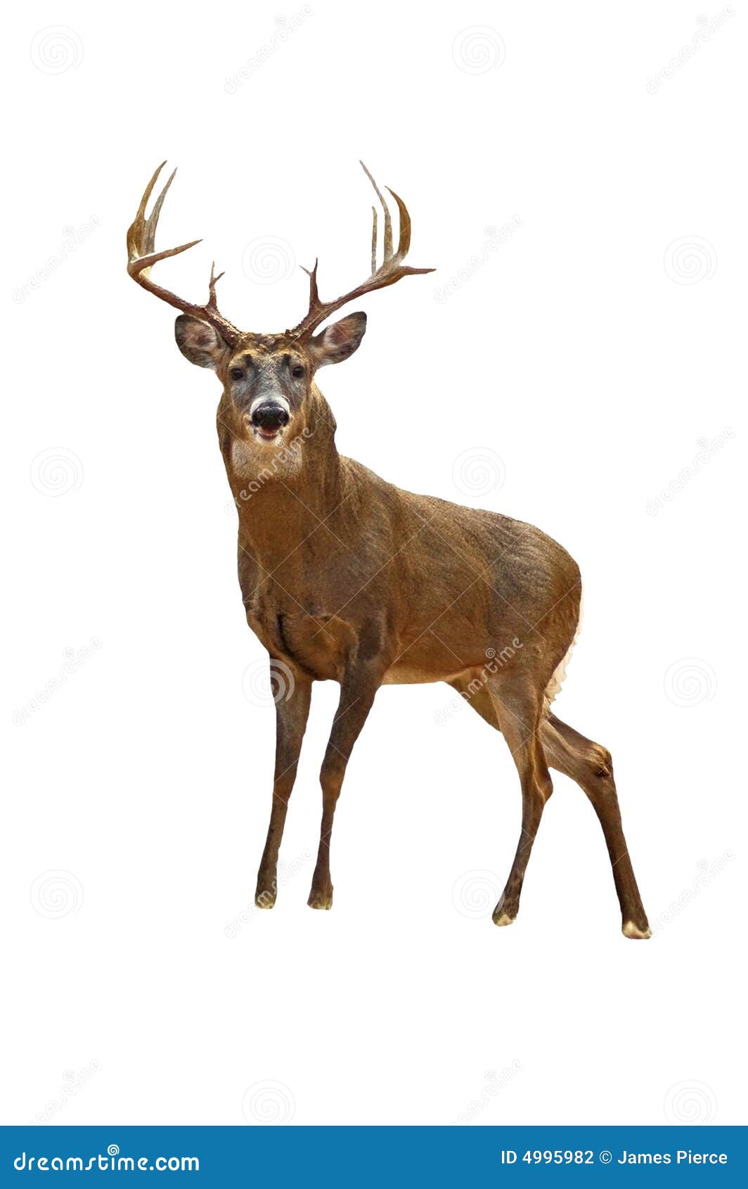 Buck isolated stock photo. Image of fall, animal, points - 4995982