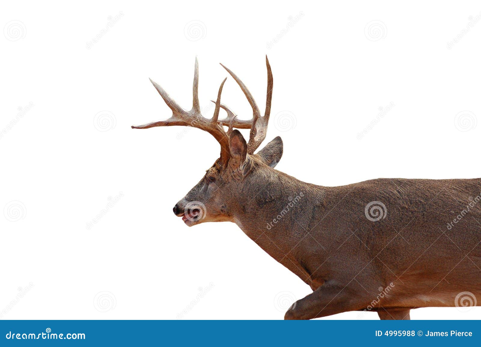 Buck isolated stock photo. Image of graceful, mammal, cautious - 4995988