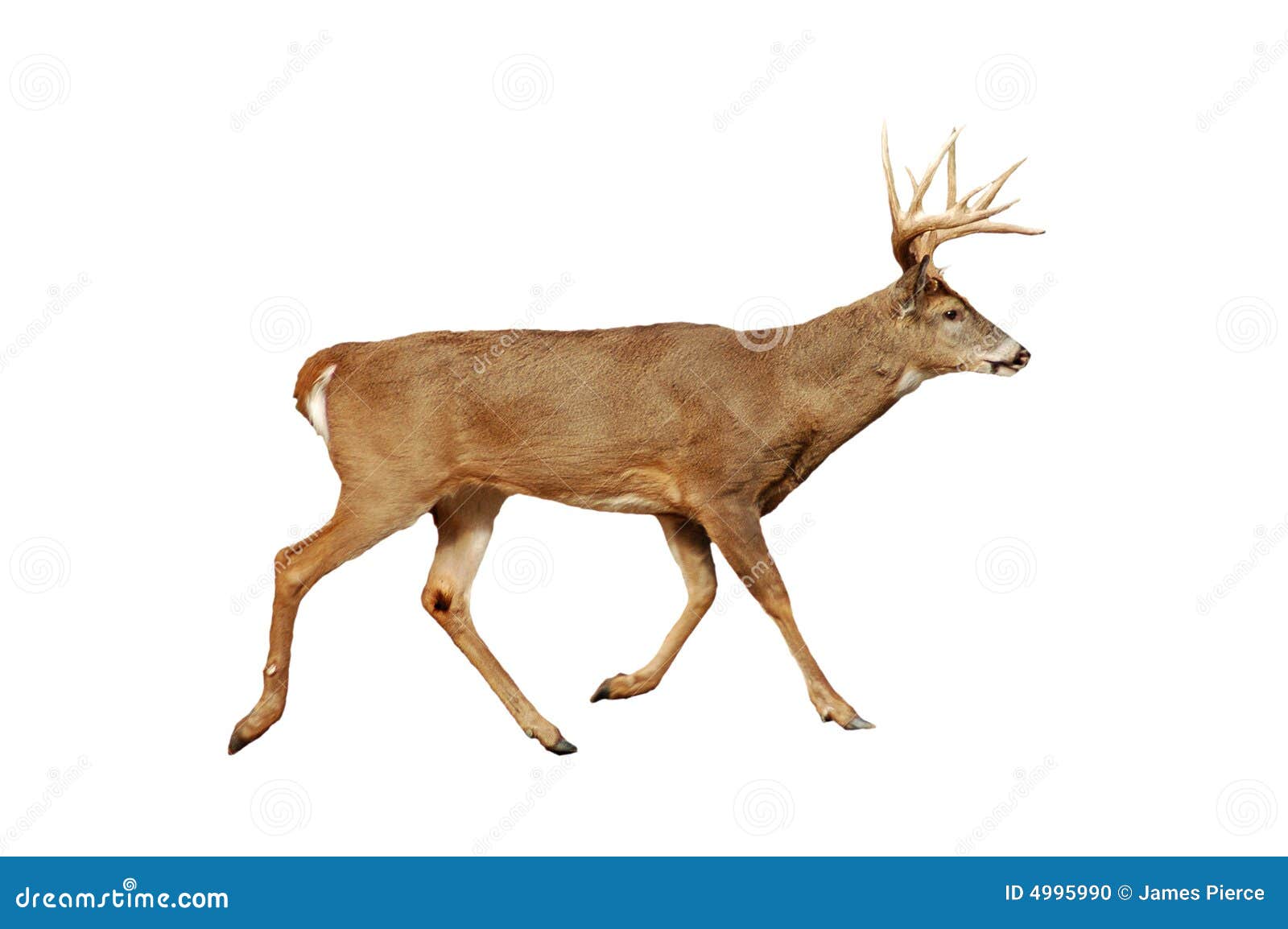 Buck isolated stock photo. Image of colors, white, prairie - 4995990