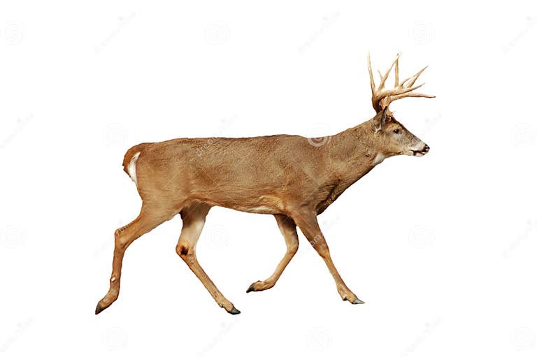 Buck isolated stock photo. Image of colors, white, prairie - 4995990