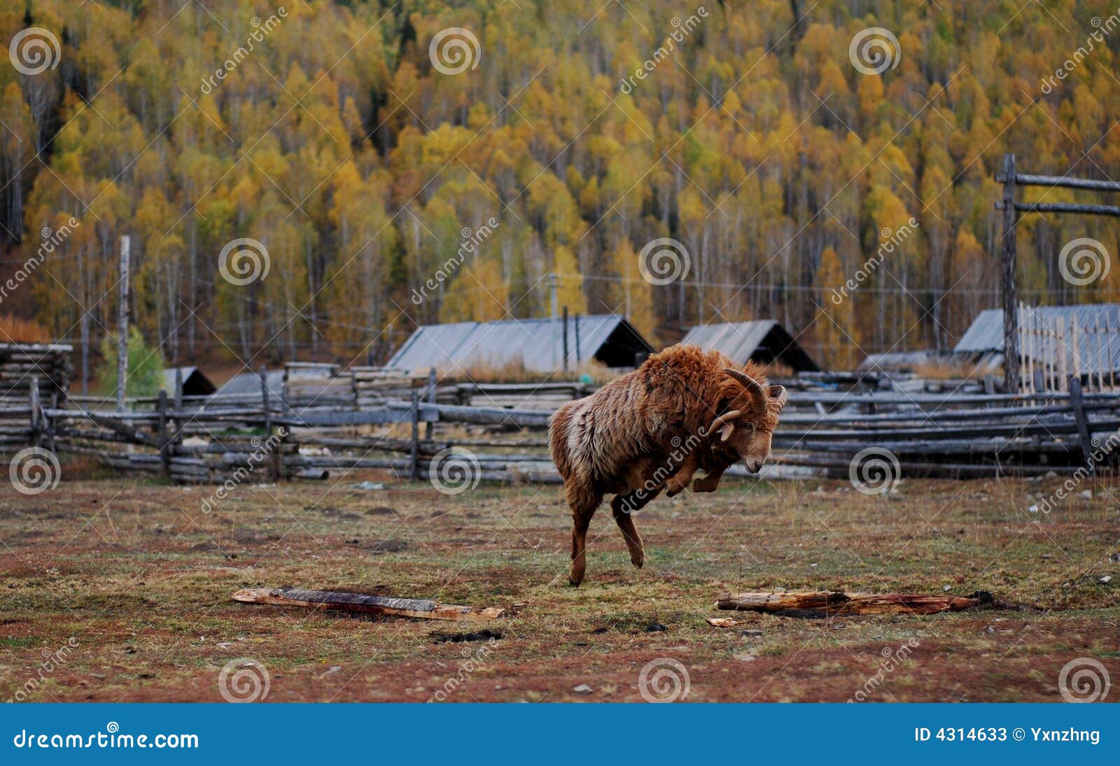 Buck On Jump Picture. Image: 4314633