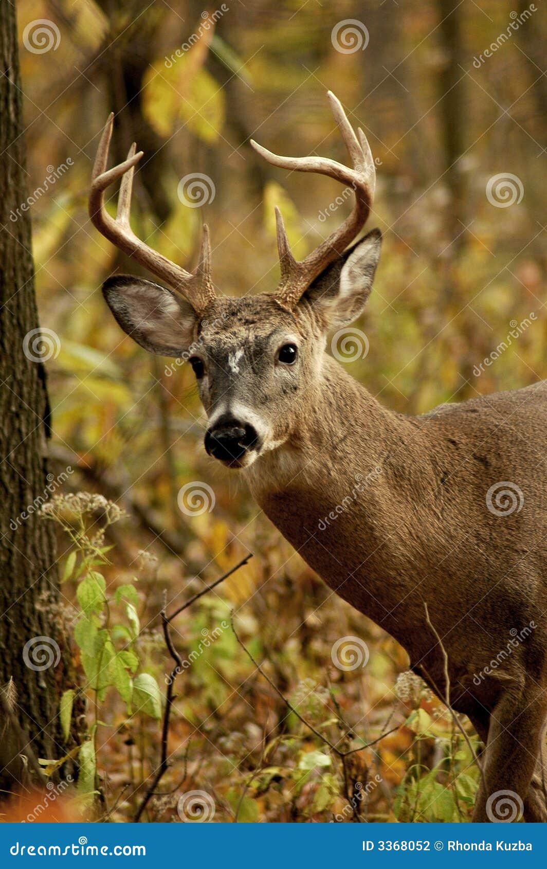 Buck Looking stock photo. Image of male, mating, odocoileus - 3368052