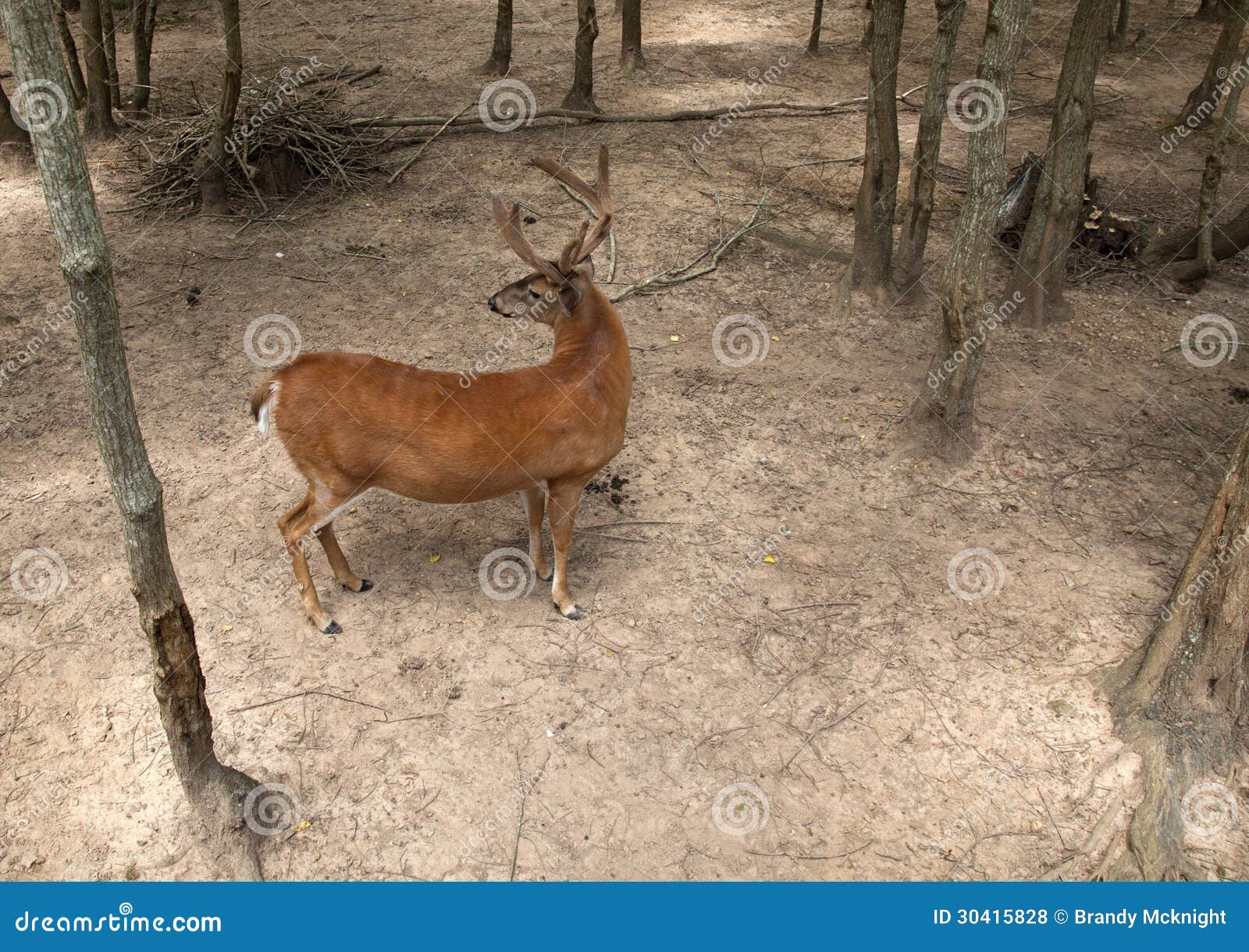 Buck Looking Backward stock photo. Image of forest, wildlife - 30415828