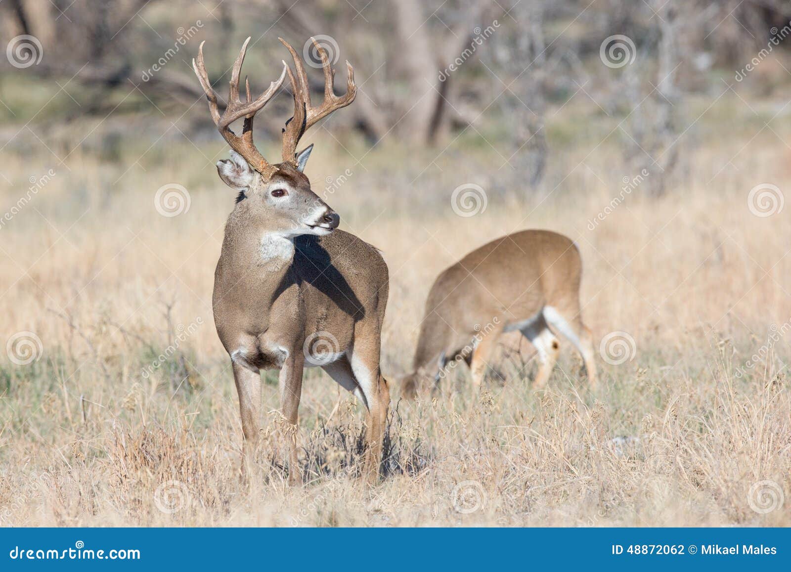 Buck Looking Over His Herd of Does Stock Photo - Image of nature ...