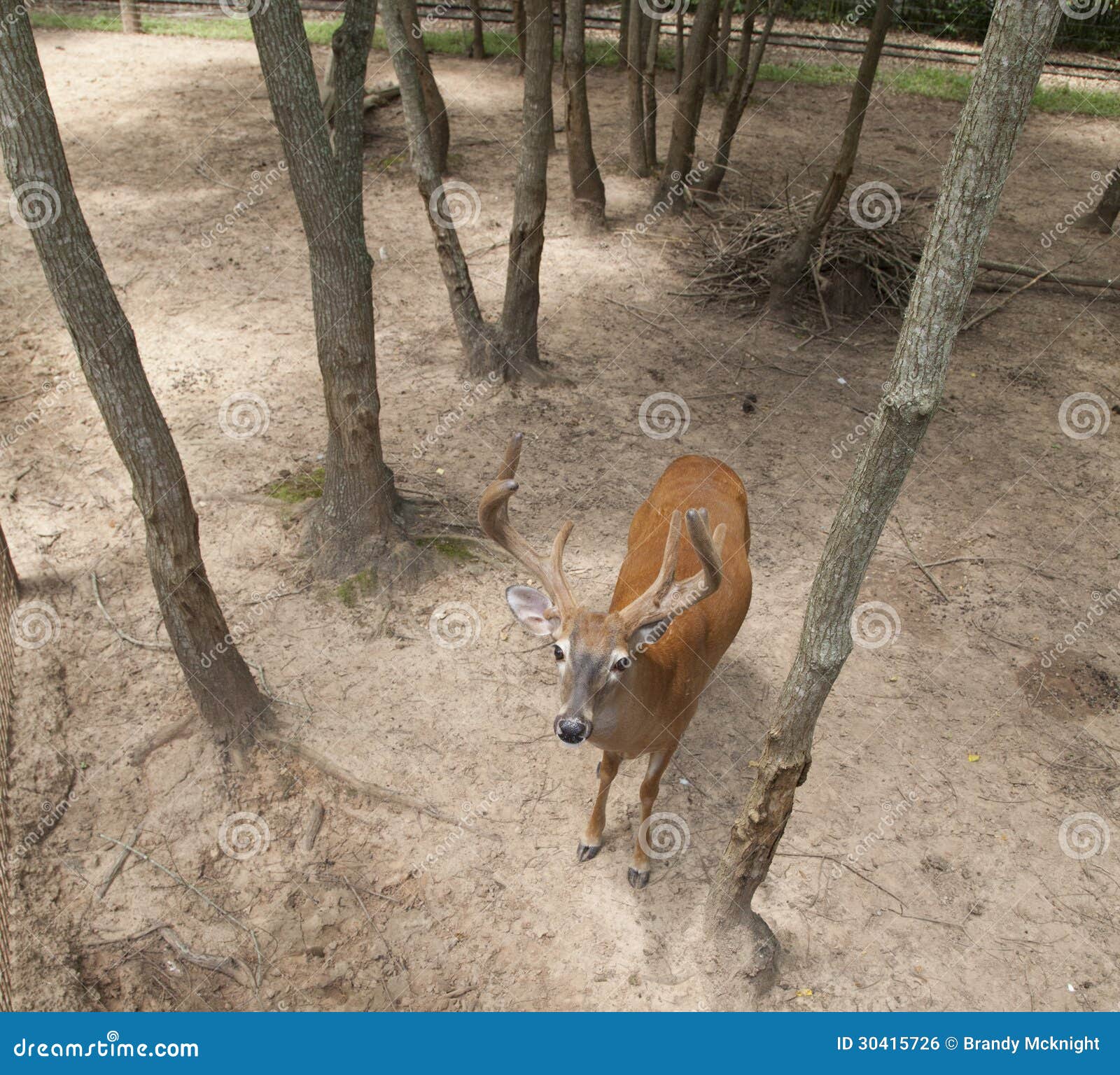 Buck Looking Up stock photo. Image of hoofed, wildlife - 30415726