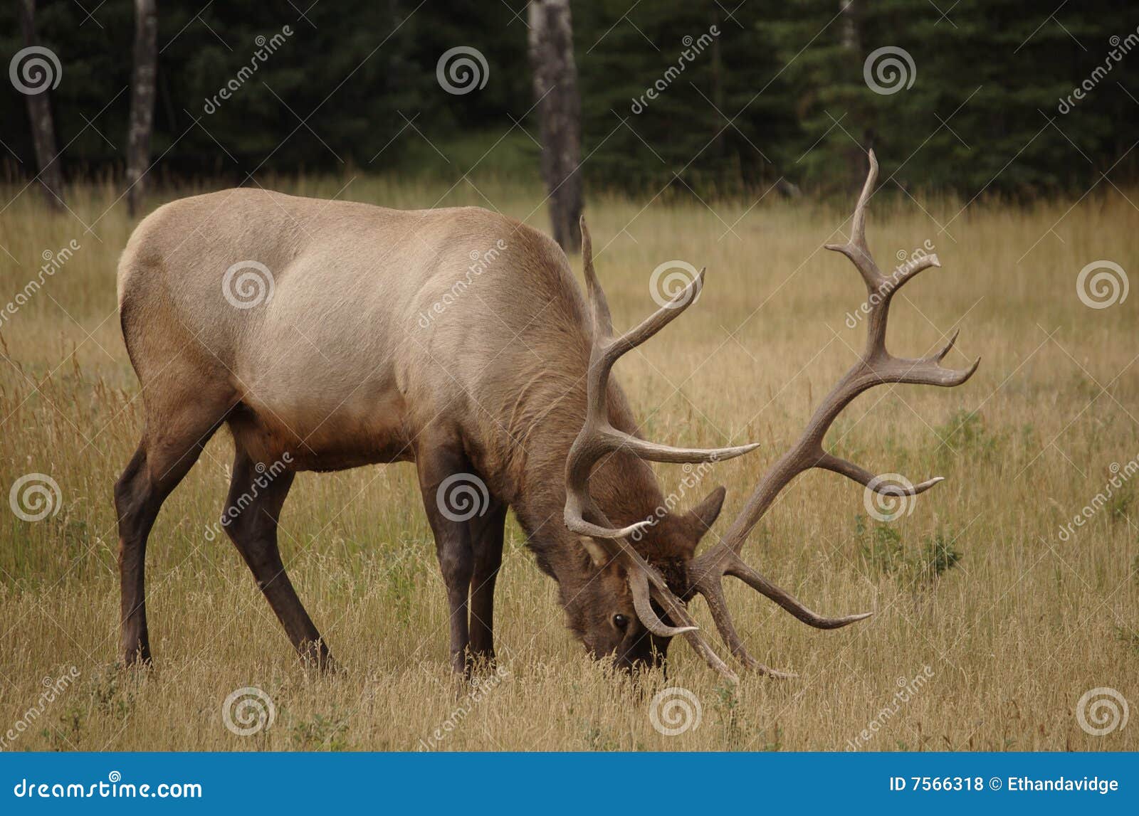 Buck/Moose stock photo. Image of antlers, animal, trees - 7566318