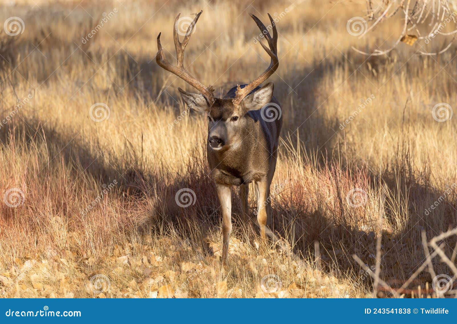 Buck Mule Deer in Colorado in Fall Stock Photo - Image of colorado ...
