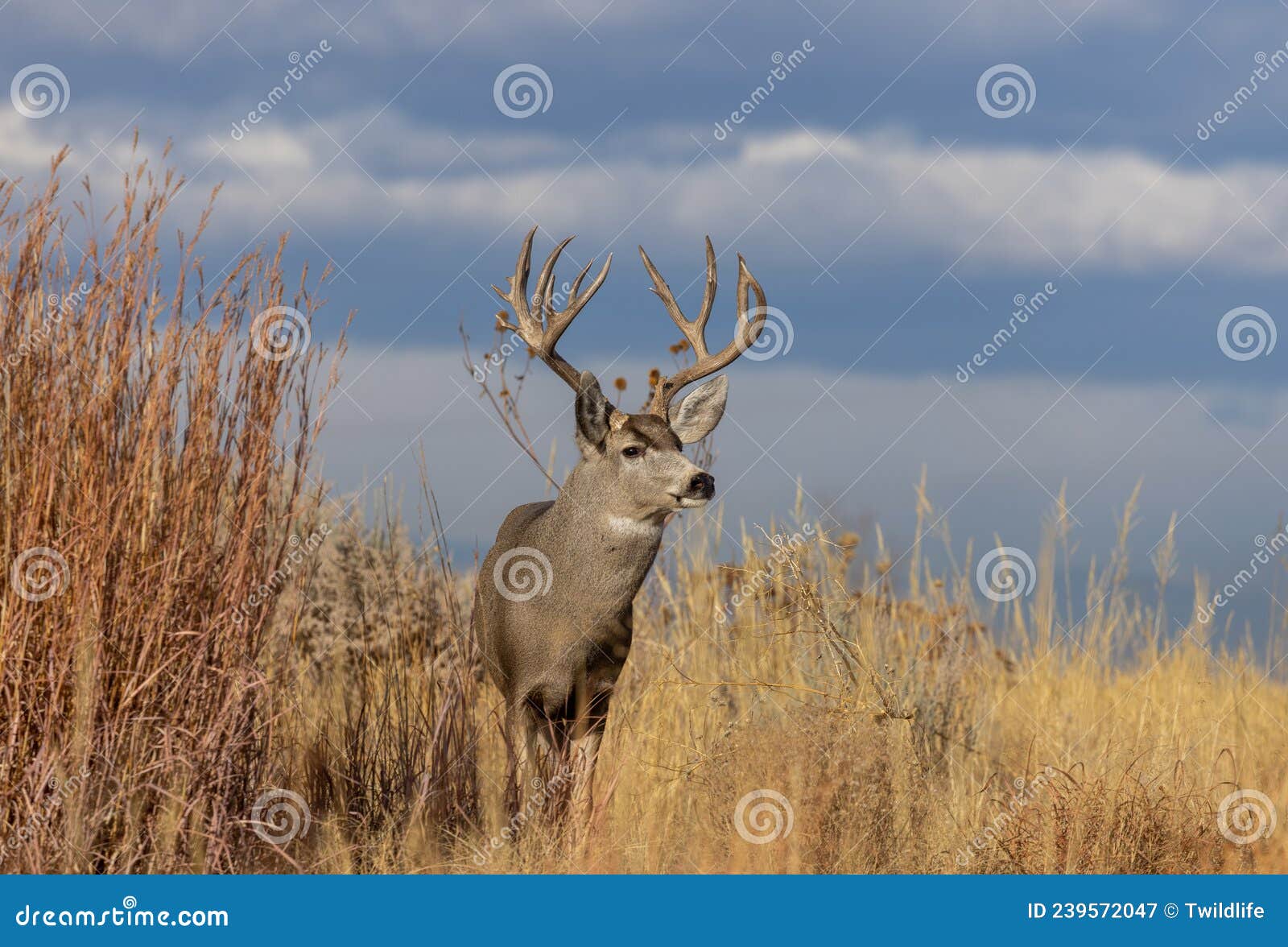 Buck Mule Deer in Fall in Colorado Stock Image - Image of autumn, fall ...
