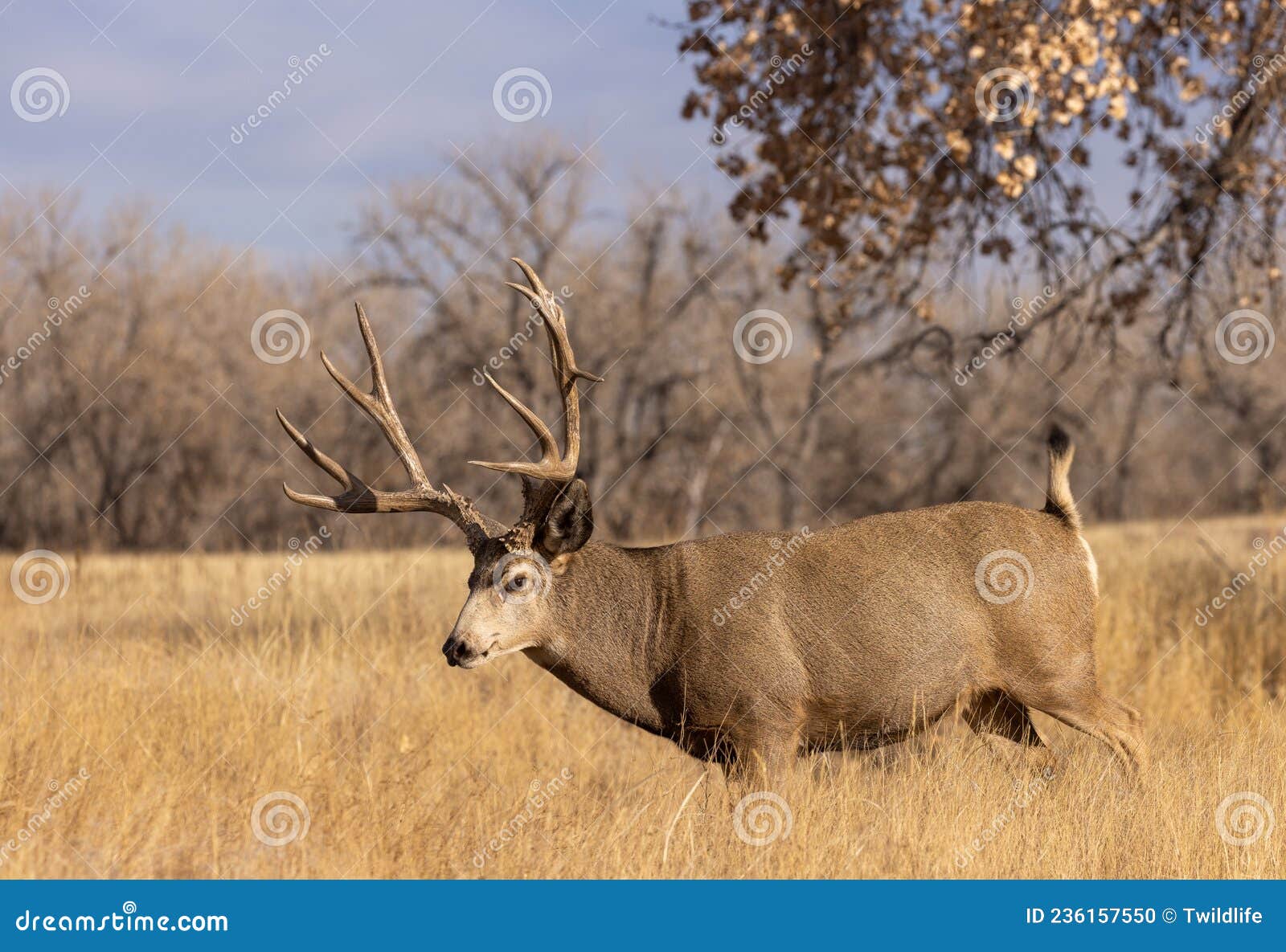 Buck Mule Deer in Fall in Colorado Stock Photo - Image of rutting ...