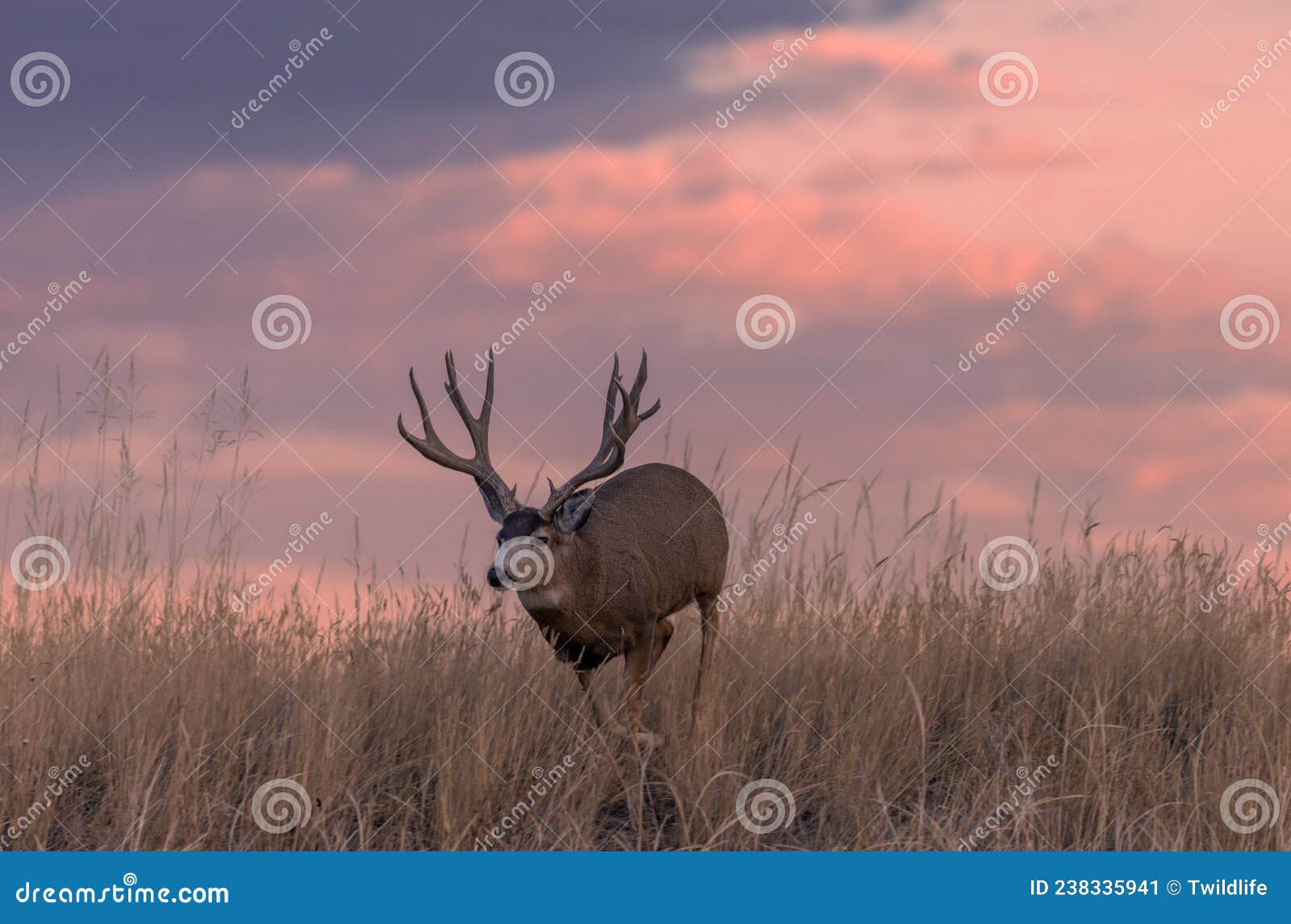 Buck Mule Deer at Sunset in Fall Stock Image - Image of autumn, rutting ...