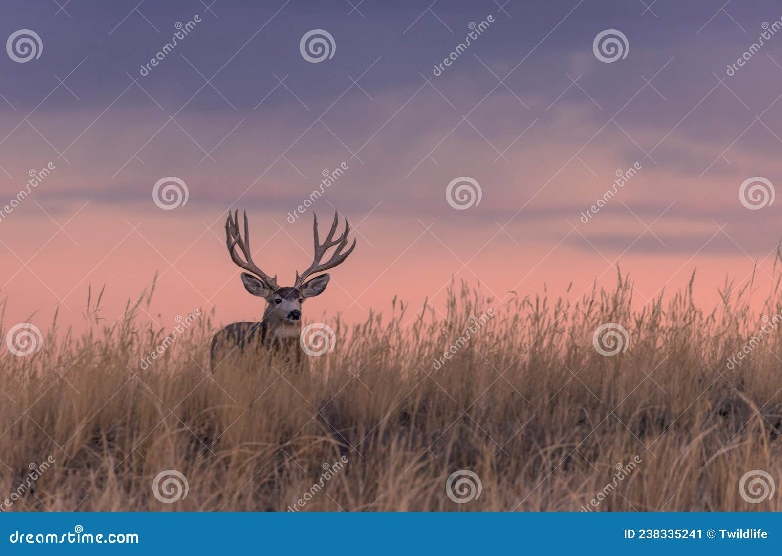 Buck Mule Deer at Sunset stock image. Image of rutting - 238335241