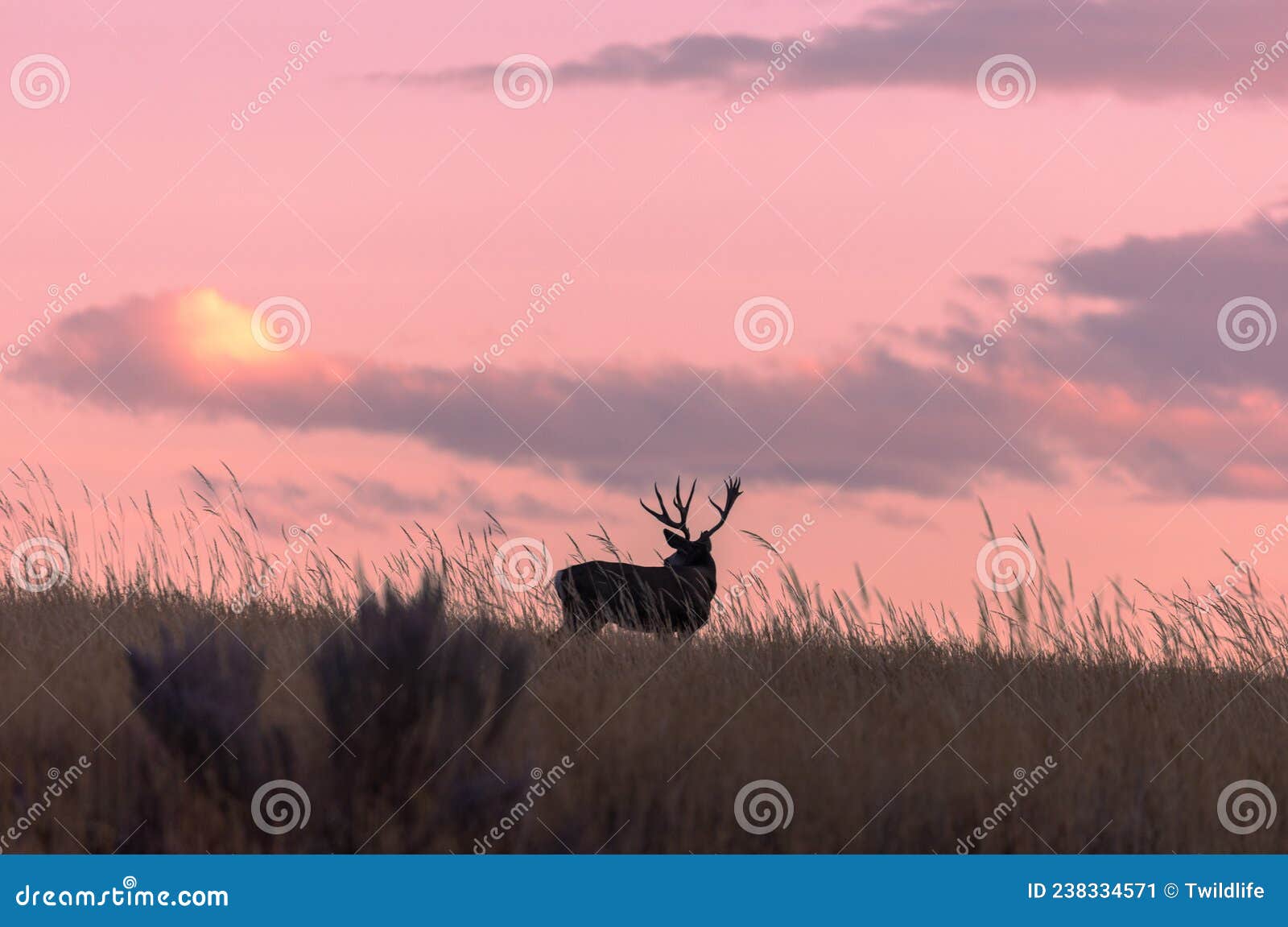 Buck Mule Deer at Sunset in Fall Stock Image - Image of buck, animal ...