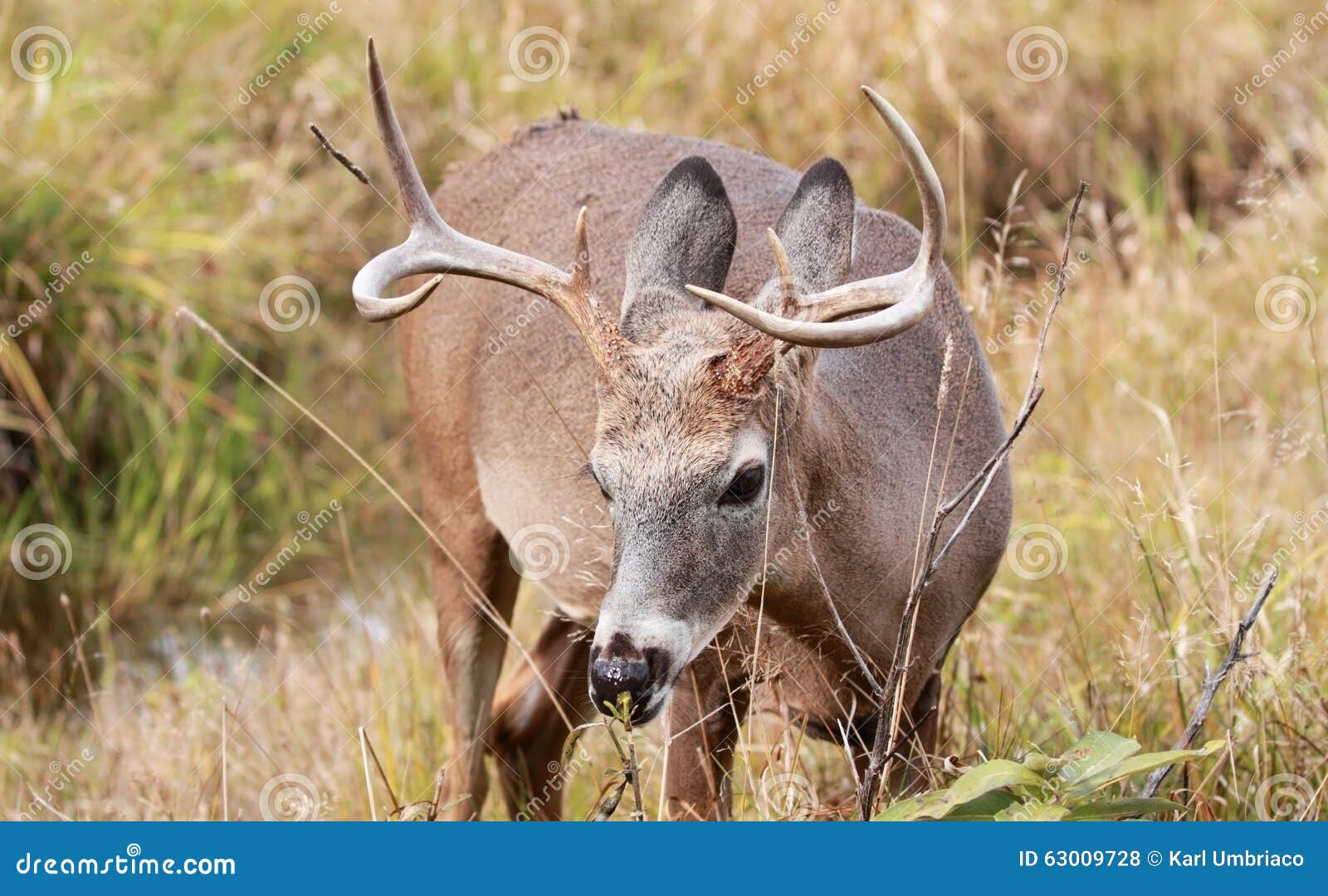 Buck stock photo. Image of wildlife, beauty, field, mammal - 63009728