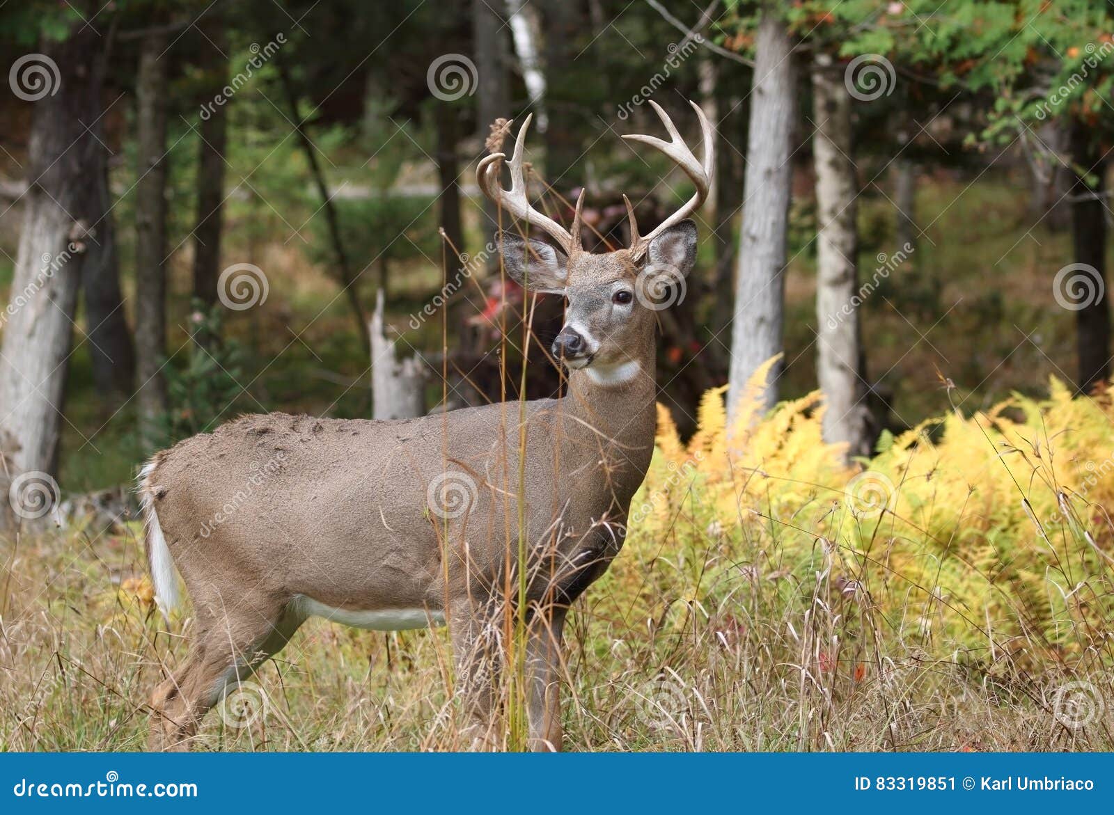 Buck in nature stock image. Image of wildlife, mammal - 83319851