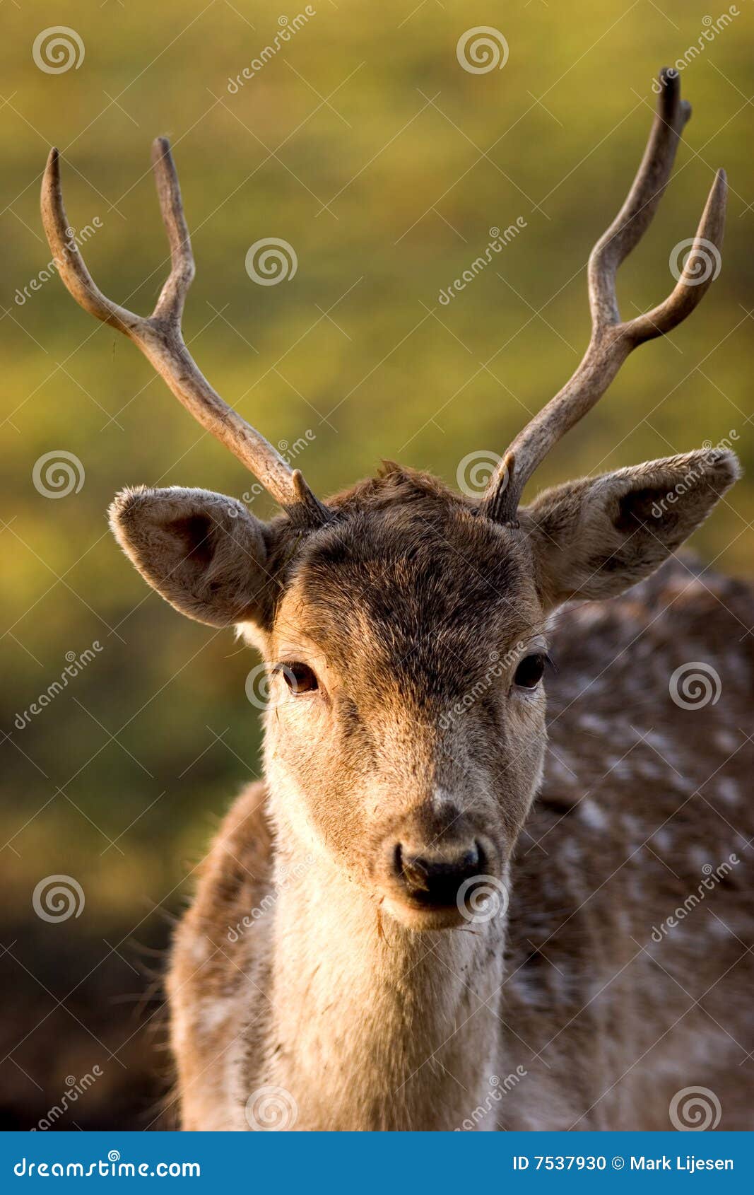 Buck portrait stock photo. Image of antler, deer, animal - 7537930