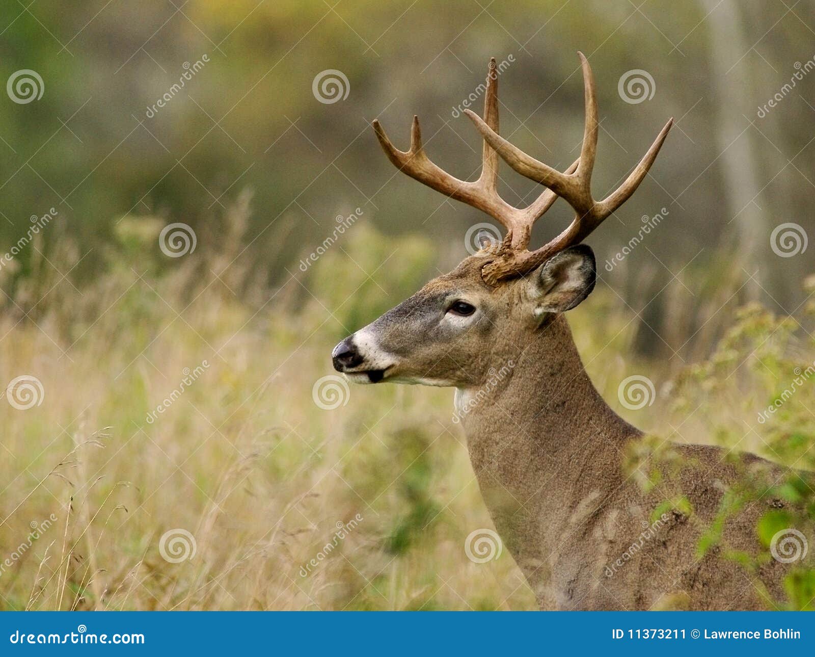 Buck profile stock image. Image of animal, autumn, hunt - 11373211