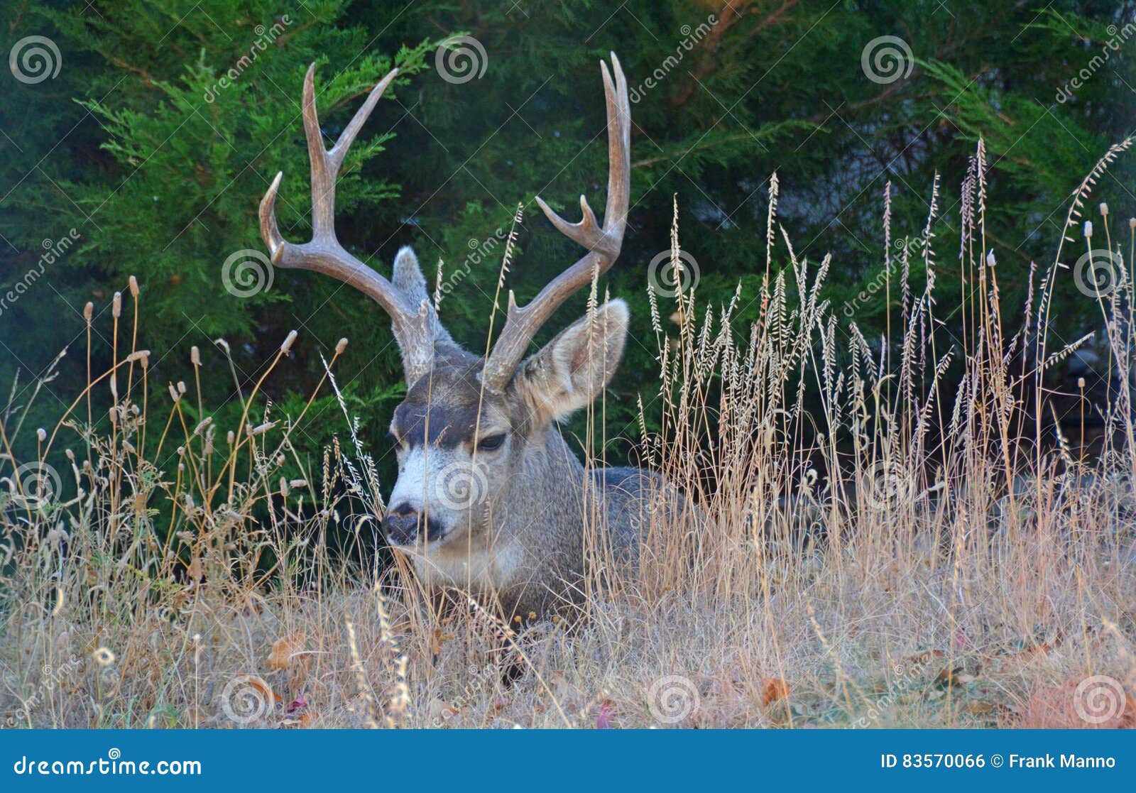 Buck Resting in Brush stock photo. Image of fawn, hills - 83570066