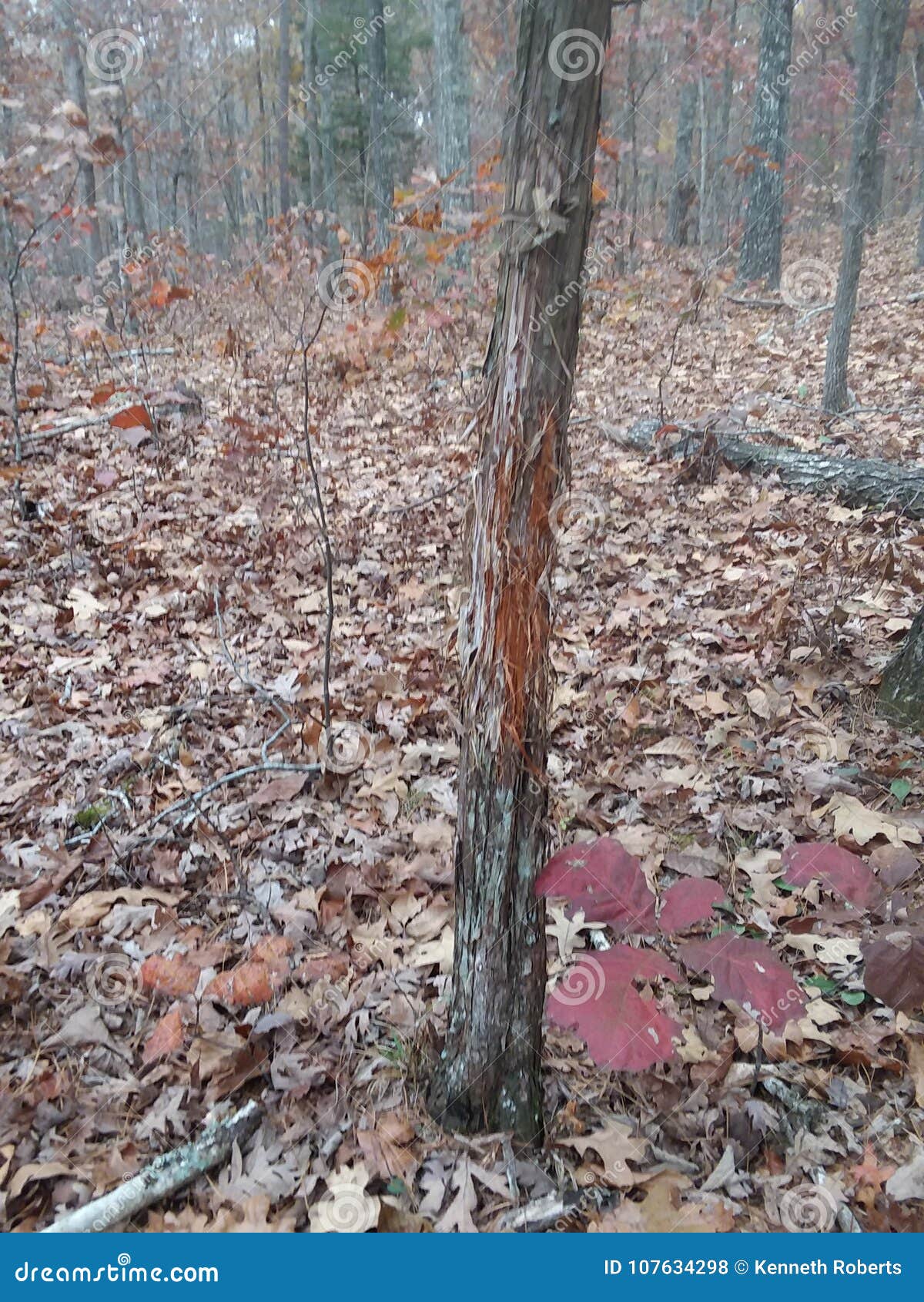 Buck rub stock photo. Image of plant, wood, trunk, deciduous - 107634298