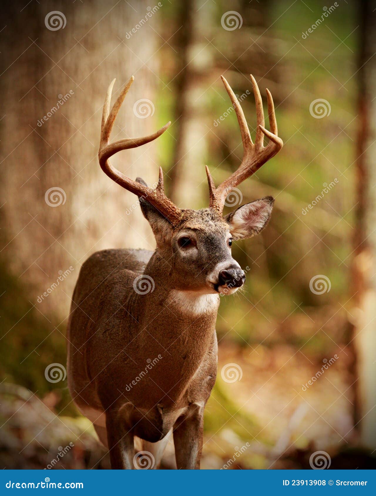 Buck in Rut stock photo. Image of cove, whitetail, cades - 23913908