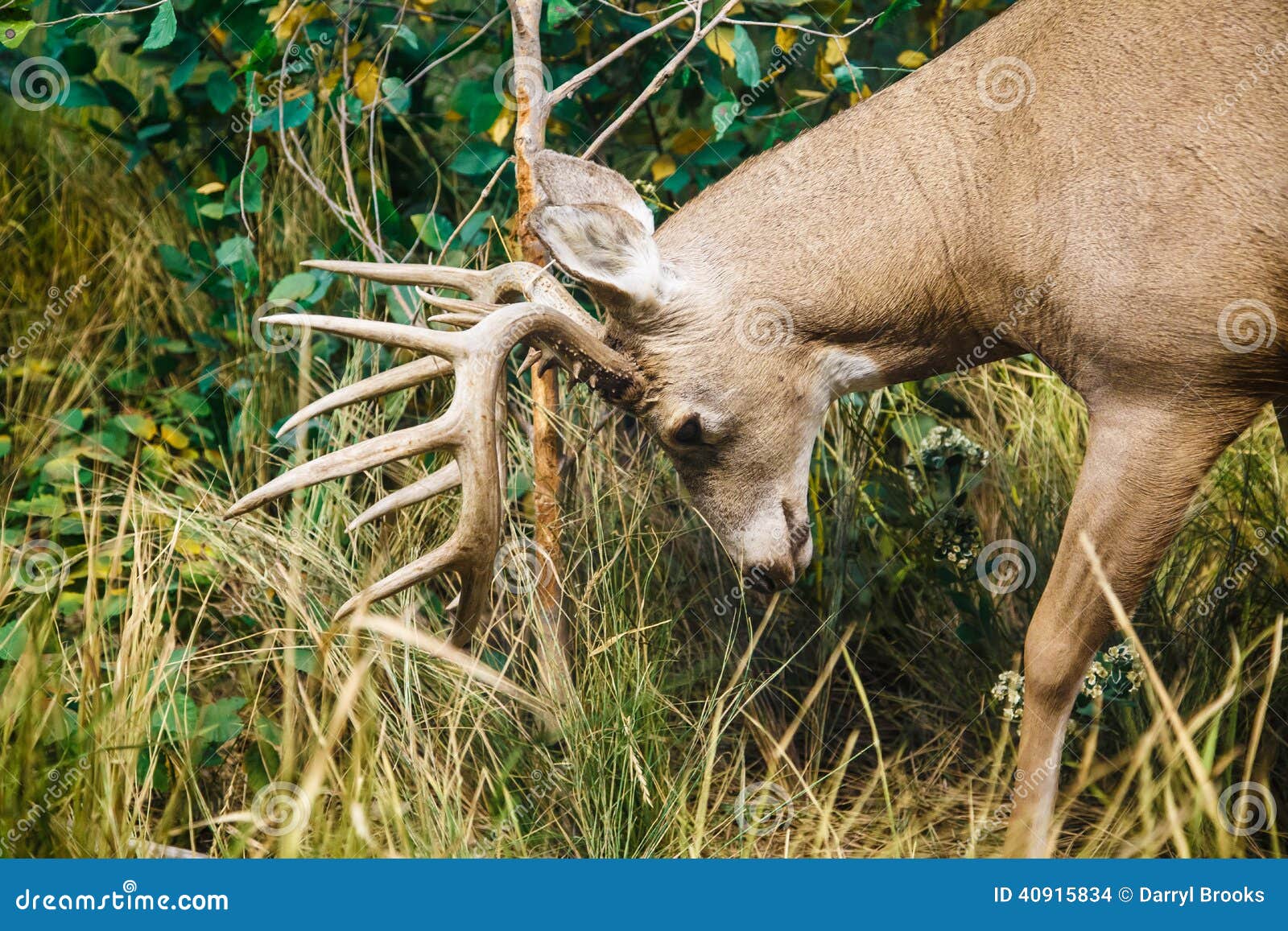 Buck Scraping Antlers stock photo. Image of mammal, game - 40915834