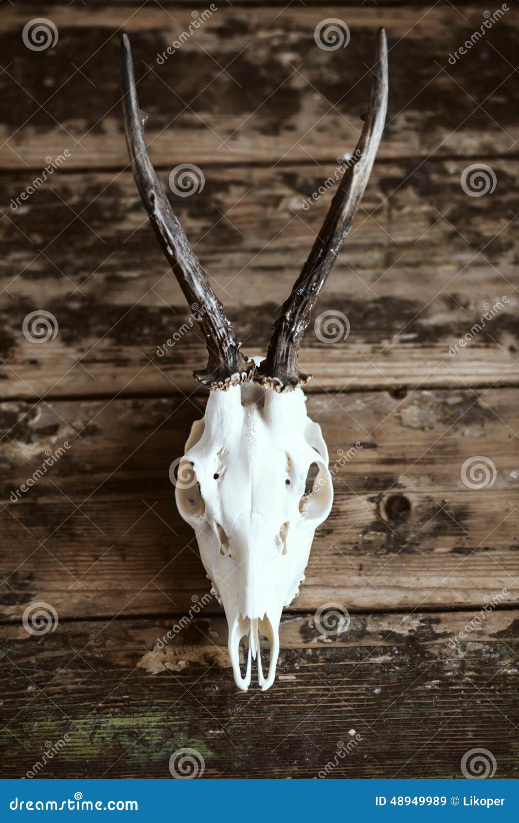 Buck skull on old boards stock image. Image of nature - 48949989