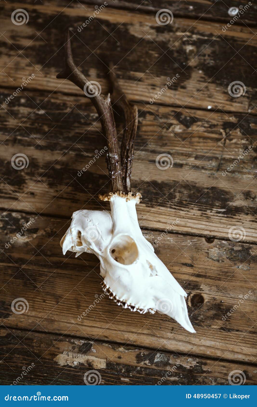 Buck skull on old boards stock image. Image of scene - 48950457