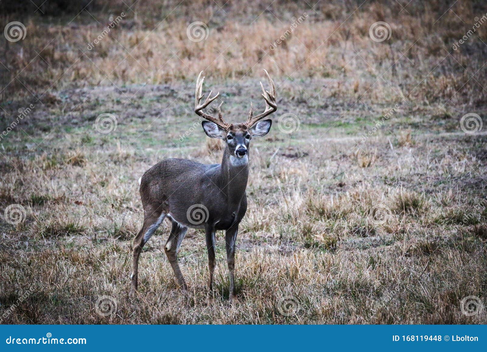 Buck Standing Tall in Field Stock Photo - Image of animal, horn: 168119448