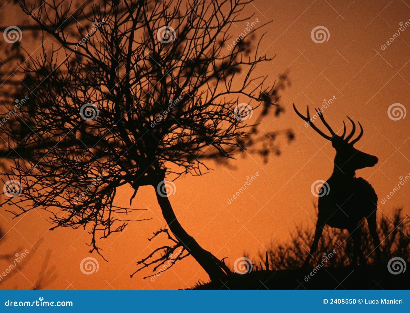 Buck at sunset stock photo. Image of mammal, wildlife - 2408550